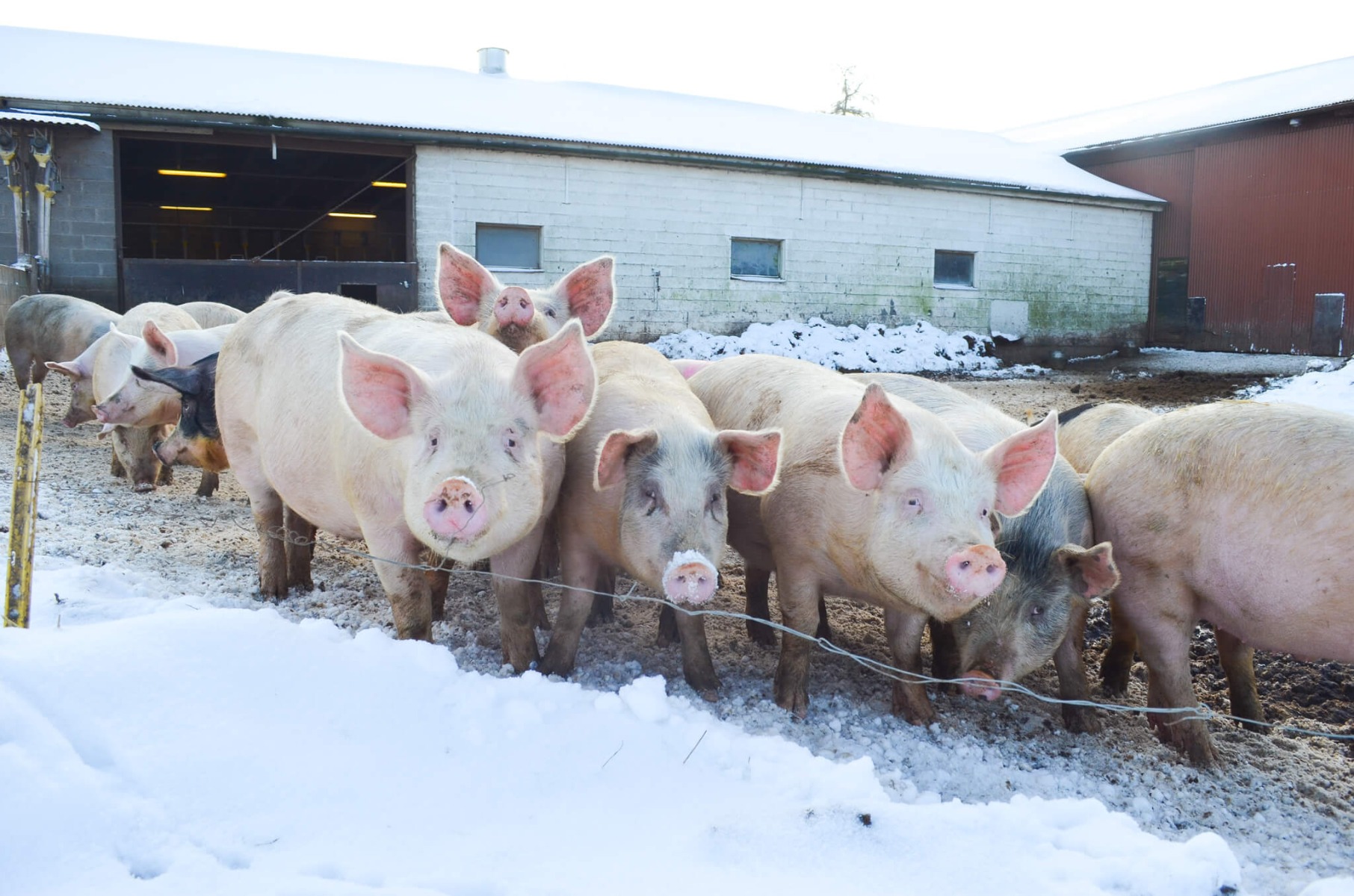 Köp ekologisk köttlåda på nätet - fri hemleverans från Gårdssällskapet